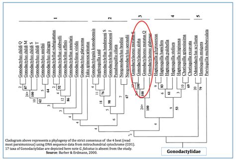 Gonodactylaceus Falcatus Yolana Kailichova