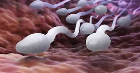 Difference Between Sperm And Semen Pk English Blog