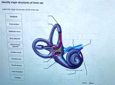SOLVED Identify Major Structures Of Inner Ear Label The Major Structures Of The Inner Ear