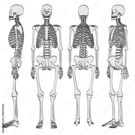 2d Cartoon Illustration Of Human Skeleton Stock Illustration Adobe Stock