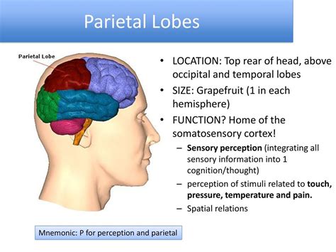 The Central Nervous System Cns Ppt Download