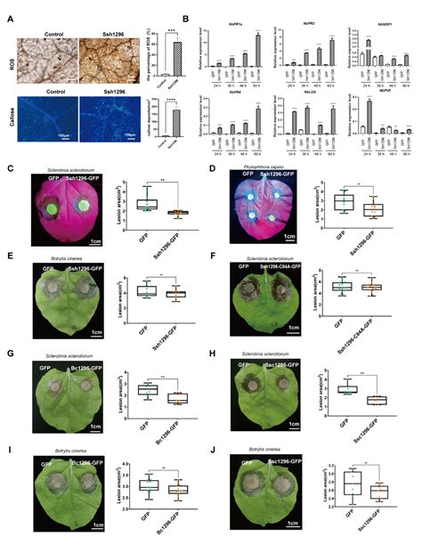 Int J Biol Macromol 何宁佳团队揭示桑葚核地仗菌毒力因子诱导植物细胞死亡及调控植物免疫机制 资源昆虫高效养殖与利用全国重点实验室