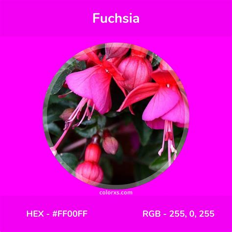 About Fuchsia Color Meaning Codes Similar Colors And Paints Colorxs