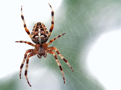 10 Household Spiders Uk And Their Benefits Gaffsy