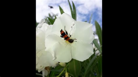 Силен любител на цветята Nova Bg