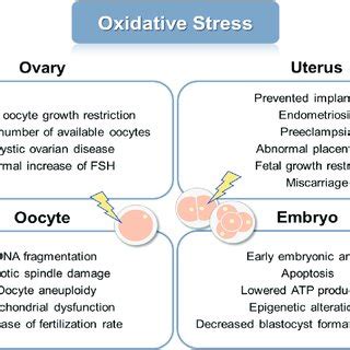Detrimental Effects Of Oxidative Stress On Female Reproductive Organs Download Scientific