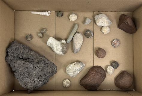 Lot Shell Fossils And Minerals