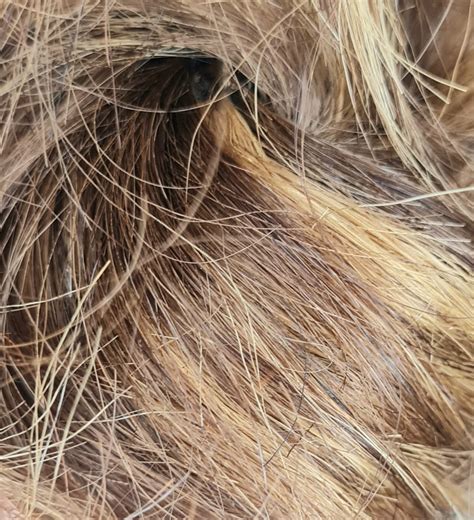 Doczepiany Kok Na Spince Z Naturalnych W Os W Kolor Br Z Ciemny Blond