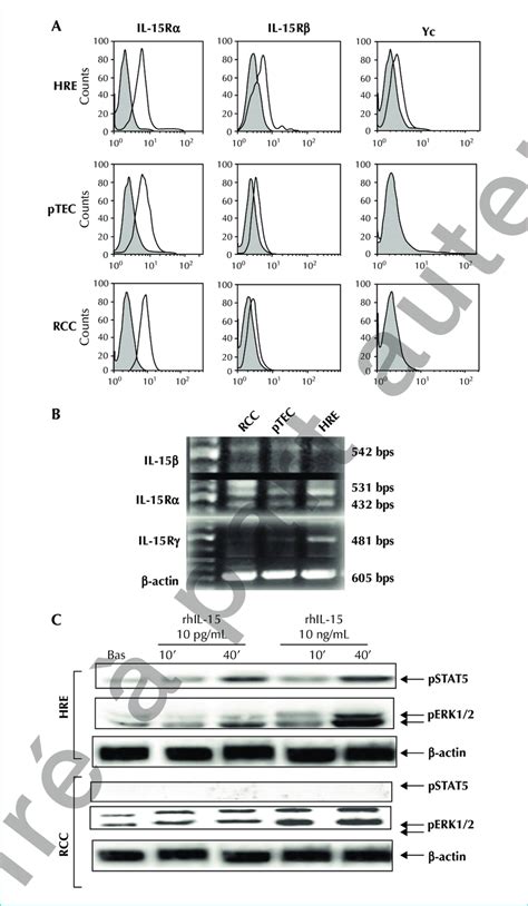IL 15R Expression In HRE PTEC And RCC Cells A Flow Cytometry