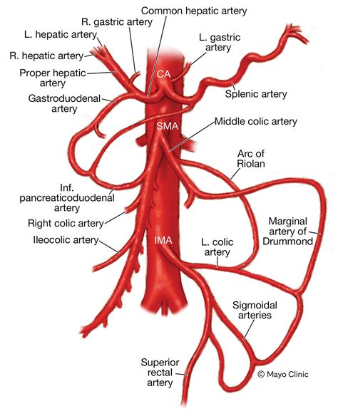 Imaging Of Bowel Ischemia An Update From The Ajr Special Series On