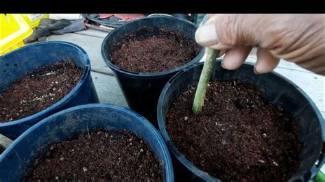 How To Do Persimmon Cuttings Propagation Persimmon Persimmons
