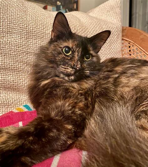 This Is Ruby Aka Beany Rtorties