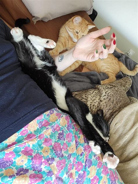 Anyone Seen A Cat Curl Their Paws Like This I Haven T Seen This