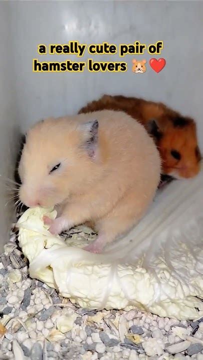A Really Cute Pair Of Hamster Lovers 🐹 ️ Hamsters Hamster World