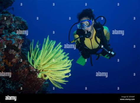 Scuba Diver Looking At A Yellow Feather Star Crinoidea Philippines