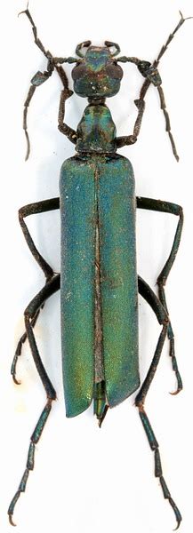 Meloidae — 0392