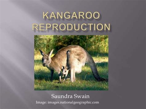 Kangaroo Reproduction