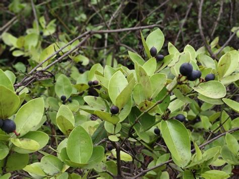 Sanket Shinde On Linkedin Visittolocaltribe Golocal Forestvisit