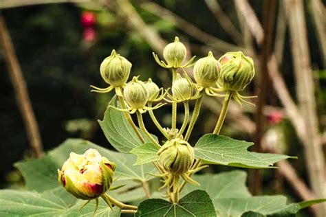 What Is Hibiscus Mutabilis Flowerslib