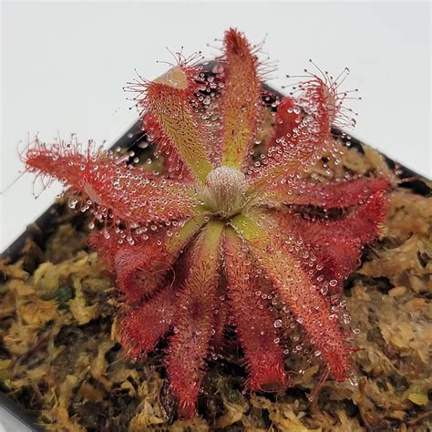 🔥carnivorous Plant🔥 Drosera Graomogolensis Terrarium Paludarium