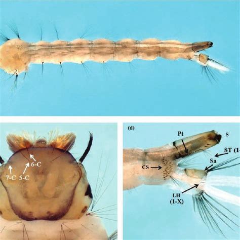 Aedes Triseriatus A Dorsal View Of Entire 4th Instar B Close Up