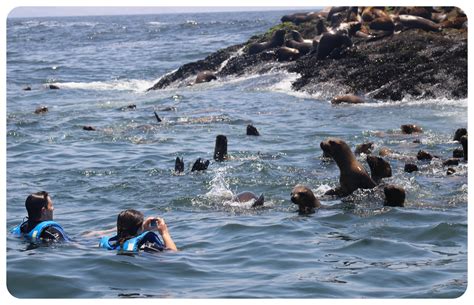 Swimming With Sea Lions In Lima Peru