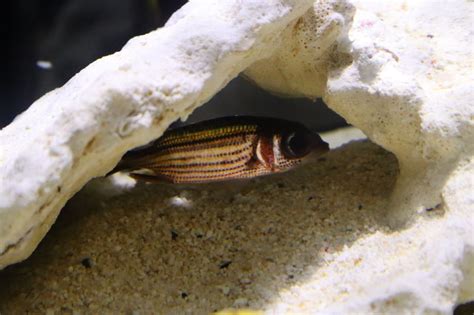 水族館魚図鑑 ウケグチイットウダイ Neoniphon sammara 動物園 水族館に行こう