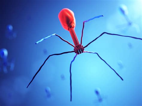 T7 Phage Library Platform For Rapid Antibody Development Alpha Lifetech