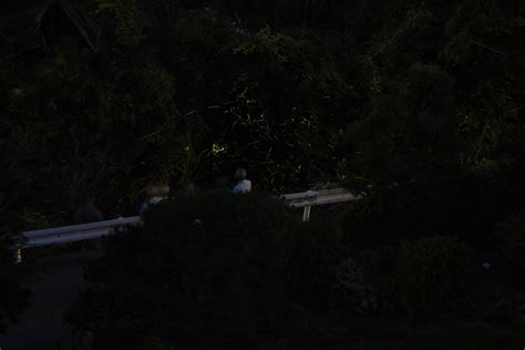 今年は家の前に蛍が集結？ 星・天文機材のブログ2