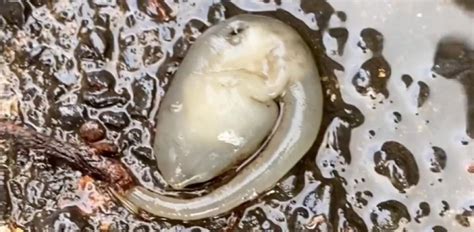 Hallan una extraña criatura de aspecto alienígena en Australia