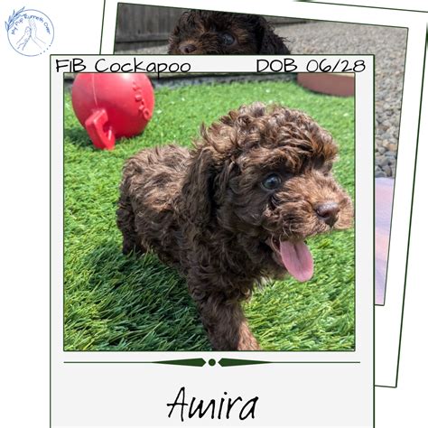 Cockapoo 0628 Female My Pup Runneth Over