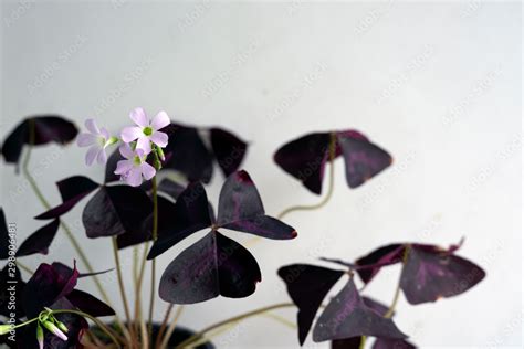 The Pink Flower Of Oxalis Triangularis Or False Shamrock The Edible