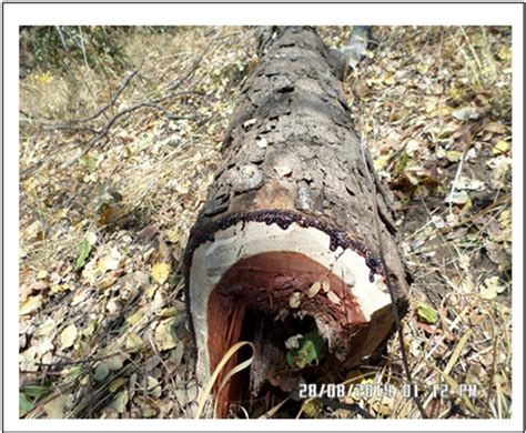 Figure 1 From Focusing On The Future Of Pterocarpus Chrysothrix Mukula In Zambia A Brief