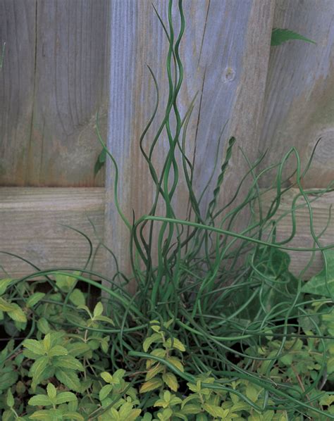 Spiralis Corkscrew Rush Juncus Effusus Proven Winners