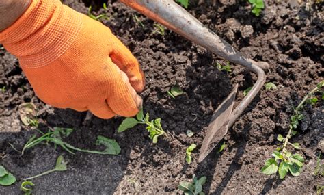 Faut Il Enlever Les Mauvaises Herbes Avant De Retourner Le Sol Quelle