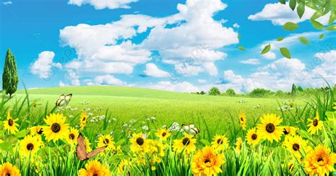 Plant Grass Background Download Free Banner Background Image On