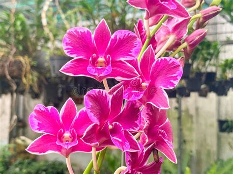 Dendrobium Orchids In Shades Of Purple And White With Fresh Buds Stock Image Image Of Tím
