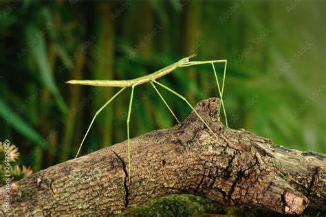 Stick Insect Or Phasmids Phasmatodea Or Phasmatoptera Also Known As Walking Stick Insects