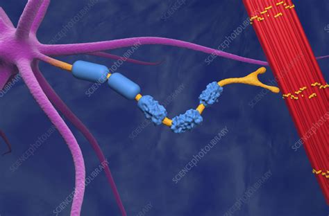 Neuromuscular Junction In Amyotrophic Lateral Sclerosis Illustration Stock Image F0434083