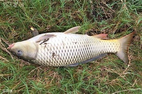 秋季野釣自製大物餌料通殺鯽鯉草 每日頭條