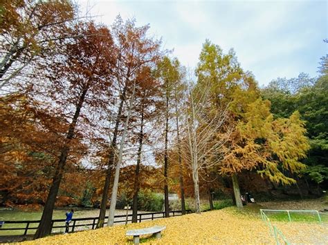 満濃池森林公園 メタセコイヤとモミジの紅葉 まんのう町 あははライフ