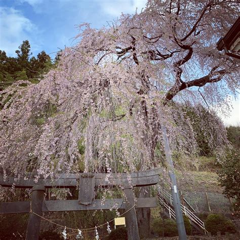 愛宕神社の子守桜 舟香と桜と和の文化