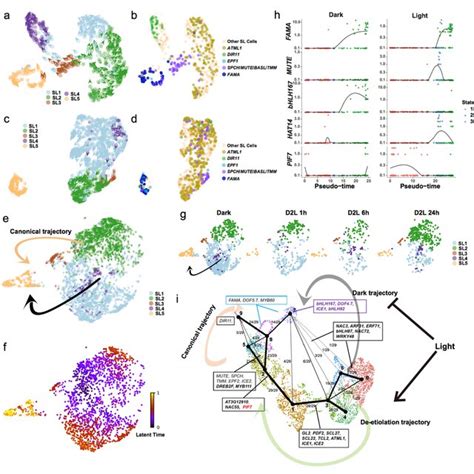Pdf Time Series Single Cell Transcriptional Atlases Reveal Cell Fate Differentiation Driven By