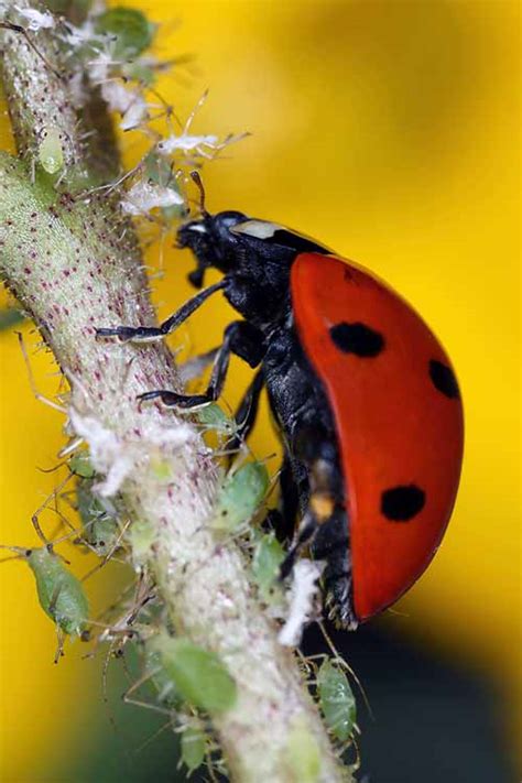 Best Insects For Your Garden Fasci Garden