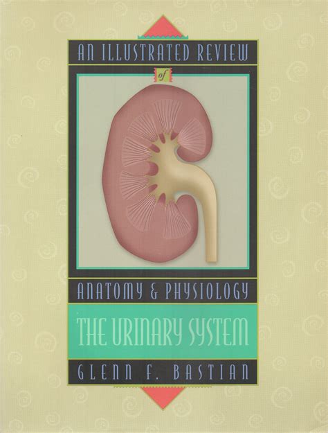 Urinary System Human Anatomy And Physiology With Hoffman The Urinary