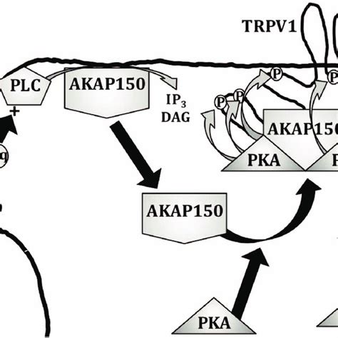 Homer Protein Scaffolding At Post Synaptic Synapses The Homer
