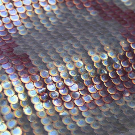 Modern Synthesis Uses Bacteria To Create Biomaterial Fabric