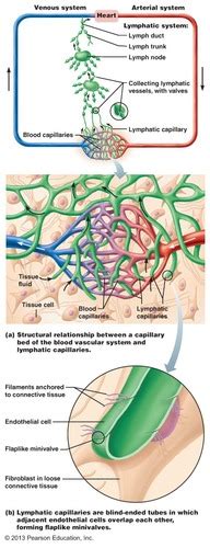 Aandp2 Week 4 Lymphatic System Flashcards Quizlet