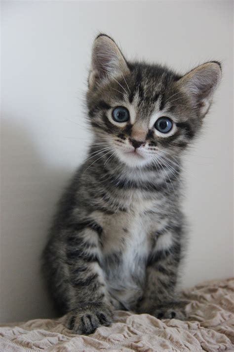 Cat Pussycat Kitten Free Photo On Pixabay
