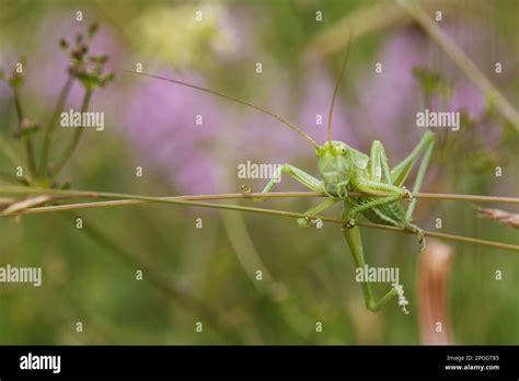 Green Grasshopper Large Green Grasshopper Green Grasshopper Large